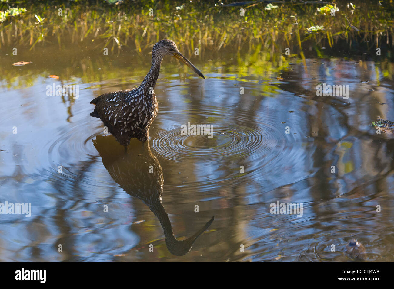 Long-billed Curlew, Numenius americanus also known as sicklebird or ...