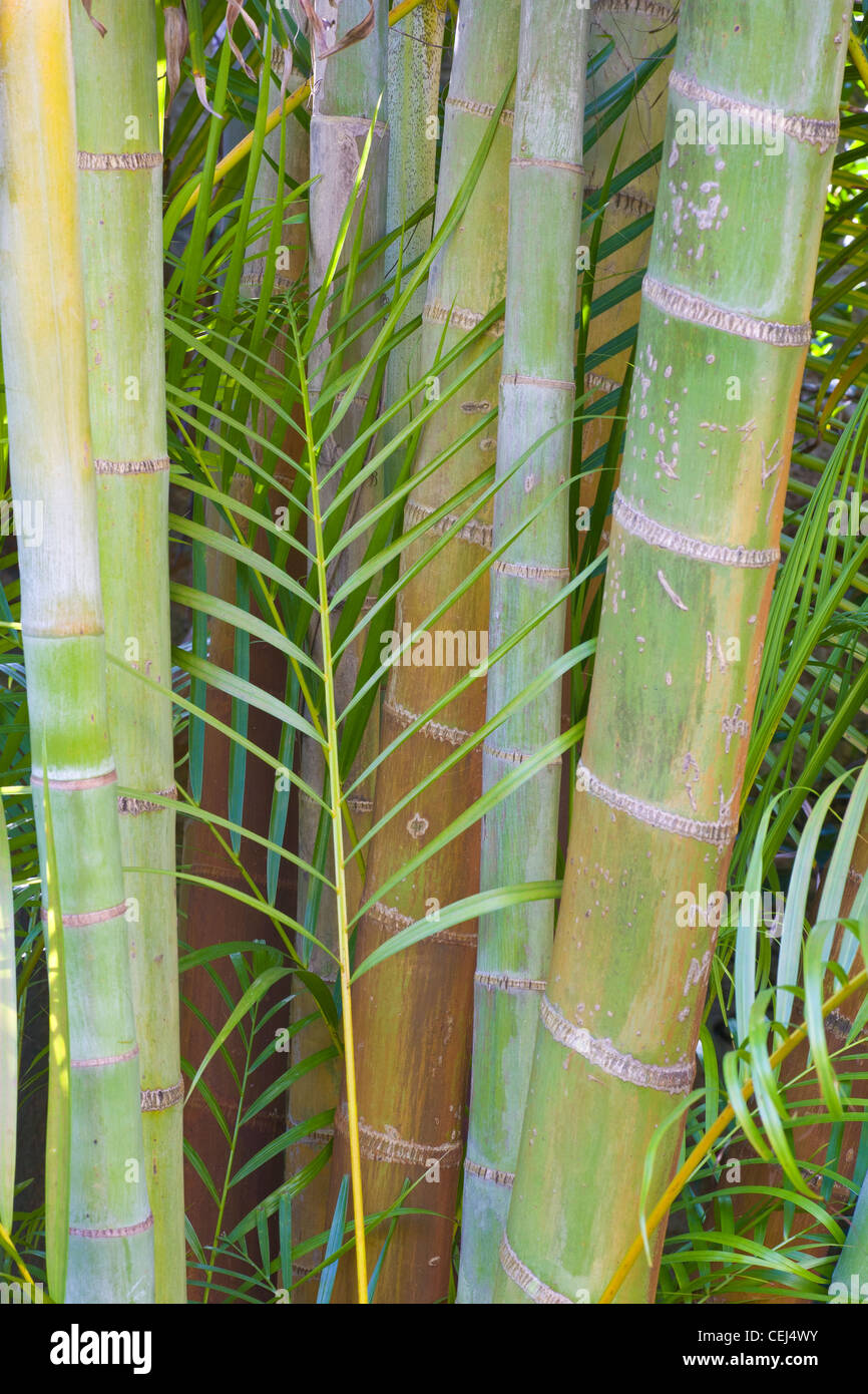 Closeup of green Bamboo stalks Stock Photo - Alamy
