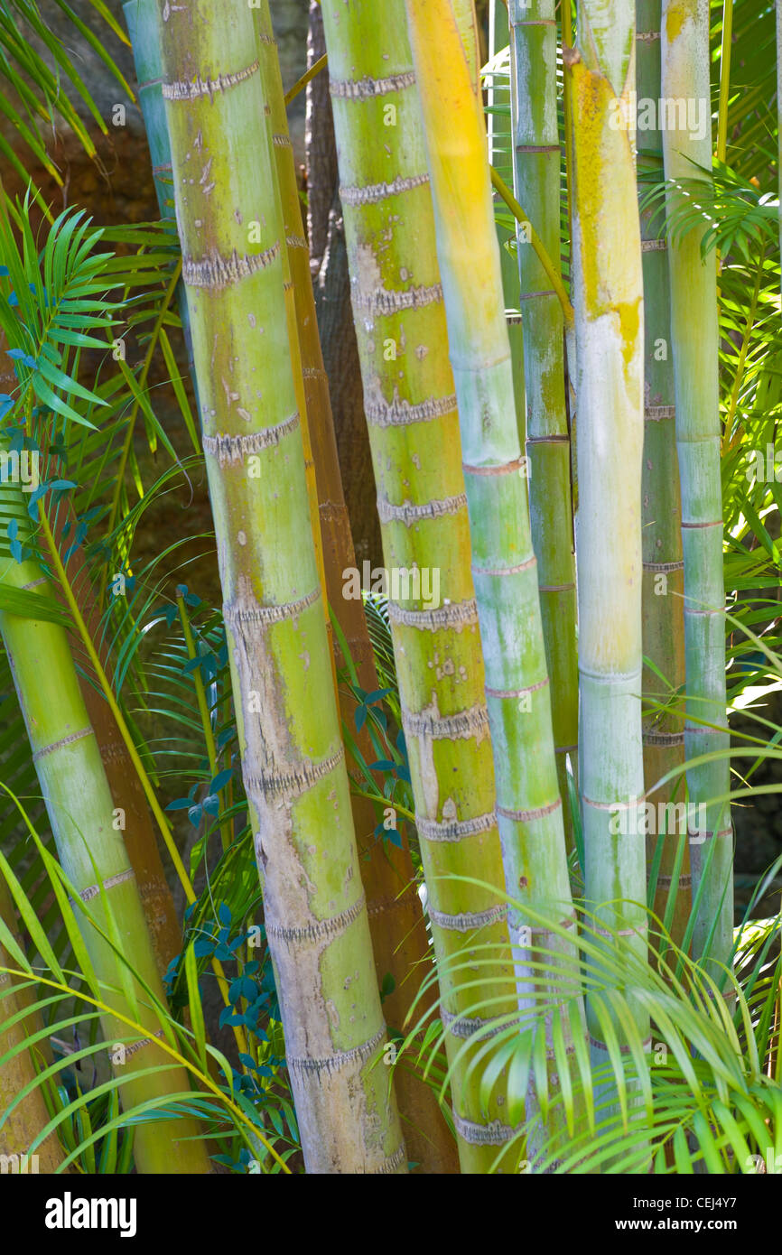Cane shoots hi-res stock photography and images - Alamy