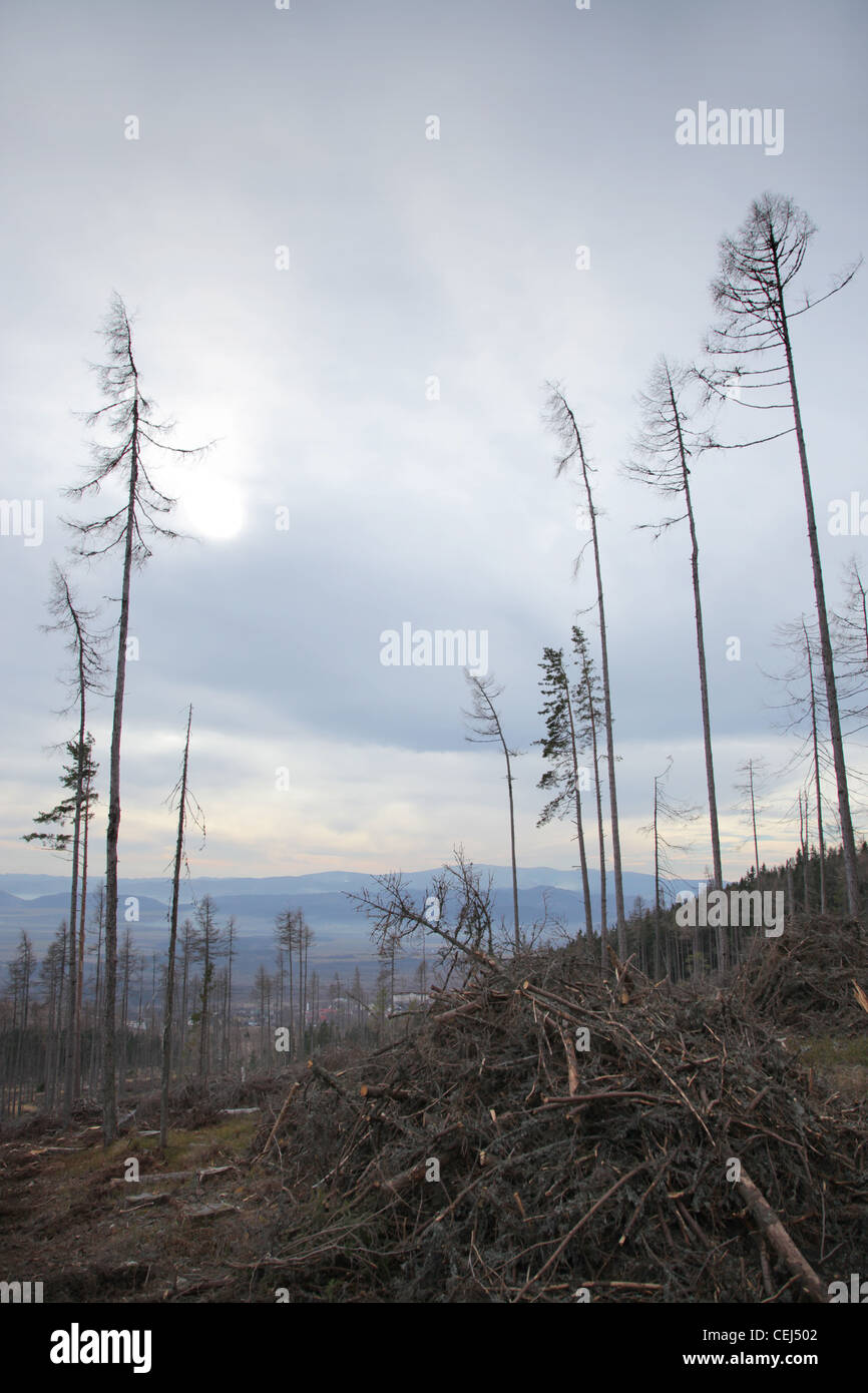 Destroyed forest hi-res stock photography and images - Alamy