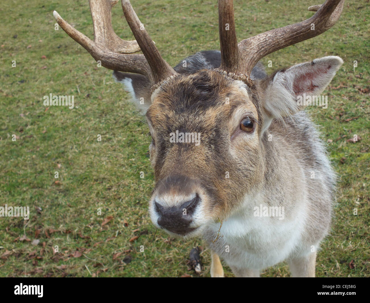 male deer close up Stock Photo - Alamy