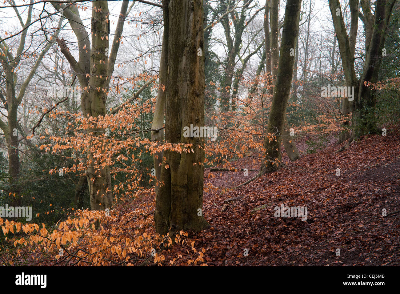 Dull colours hi-res stock photography and images - Alamy