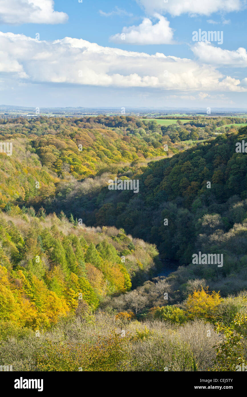 Hackfall near Grewelthorpe, North Yorkshire Stock Photo - Alamy