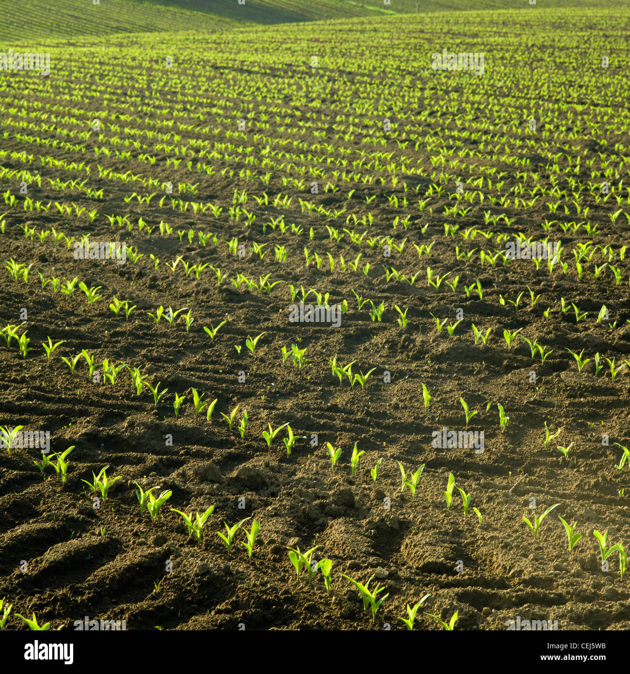 Rows of maize in field, New Zealand Stock Photo - Alamy