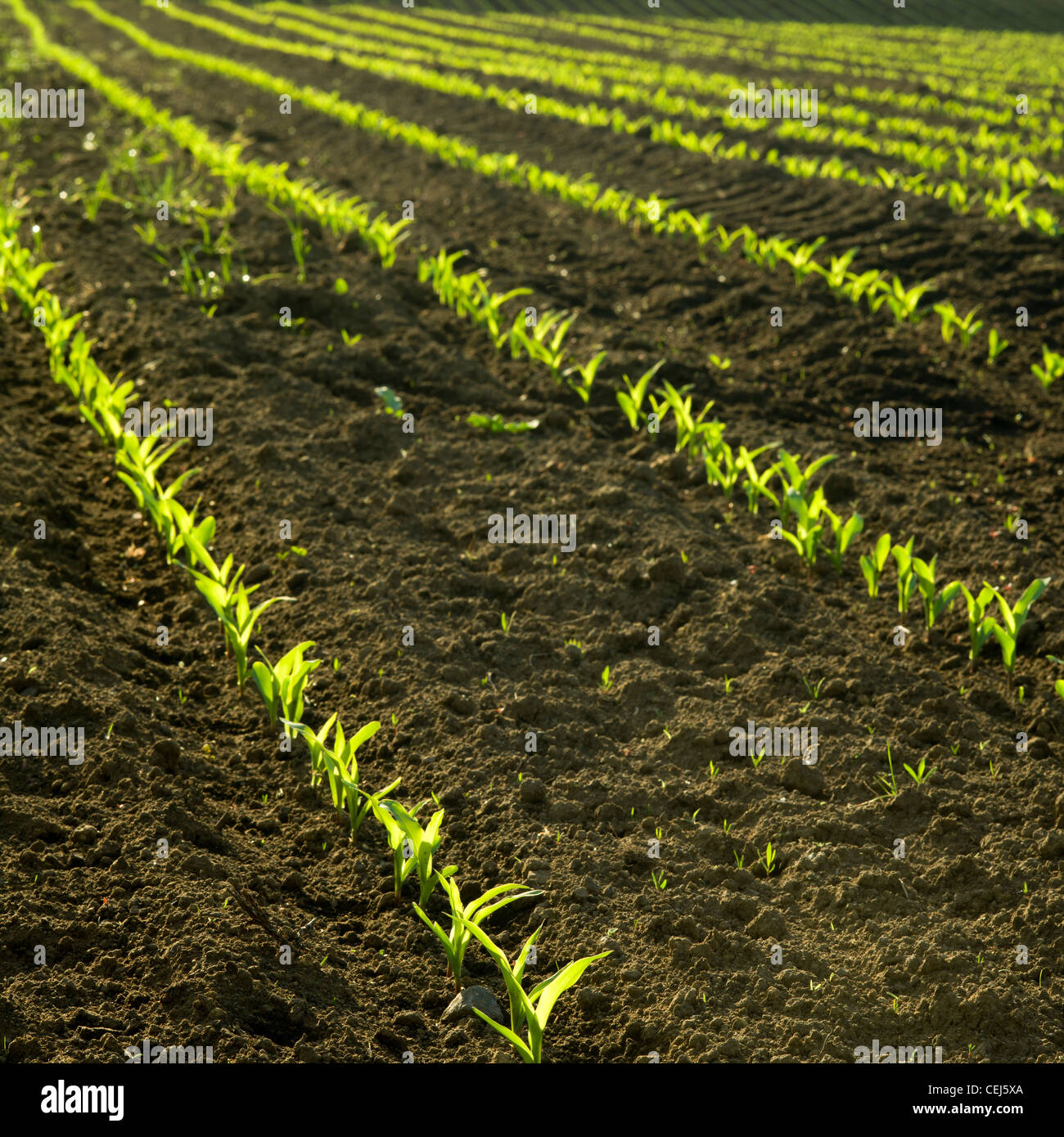 Rows of maize in field, New Zealand Stock Photo - Alamy