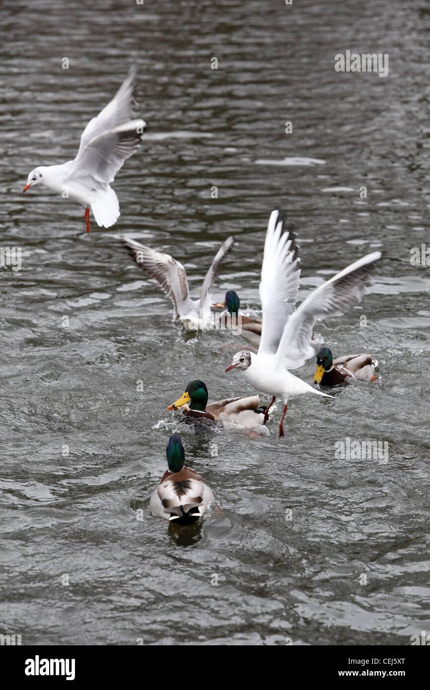 Refreshing birds hi-res stock photography and images - Alamy