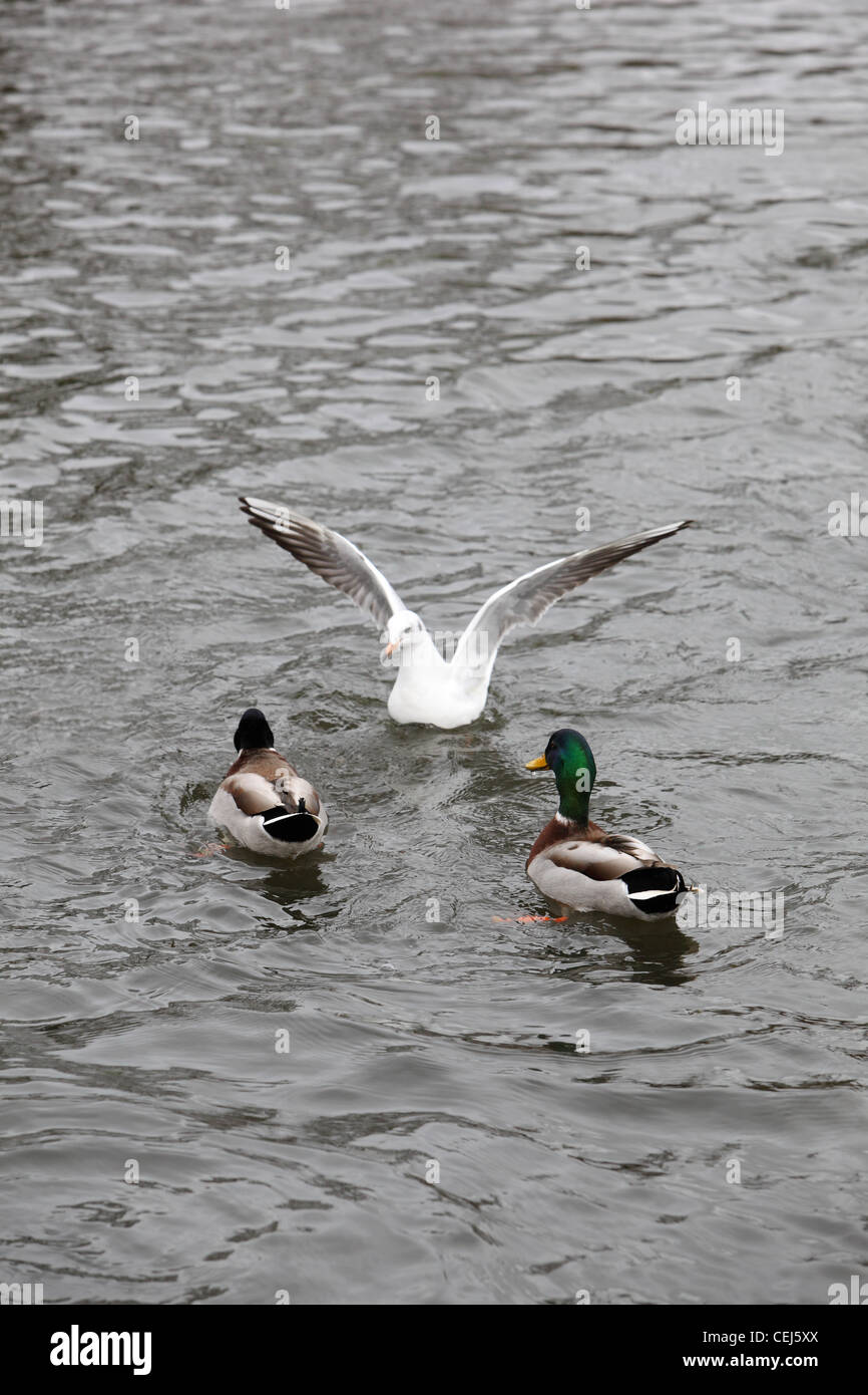 Refreshing birds hi-res stock photography and images - Alamy