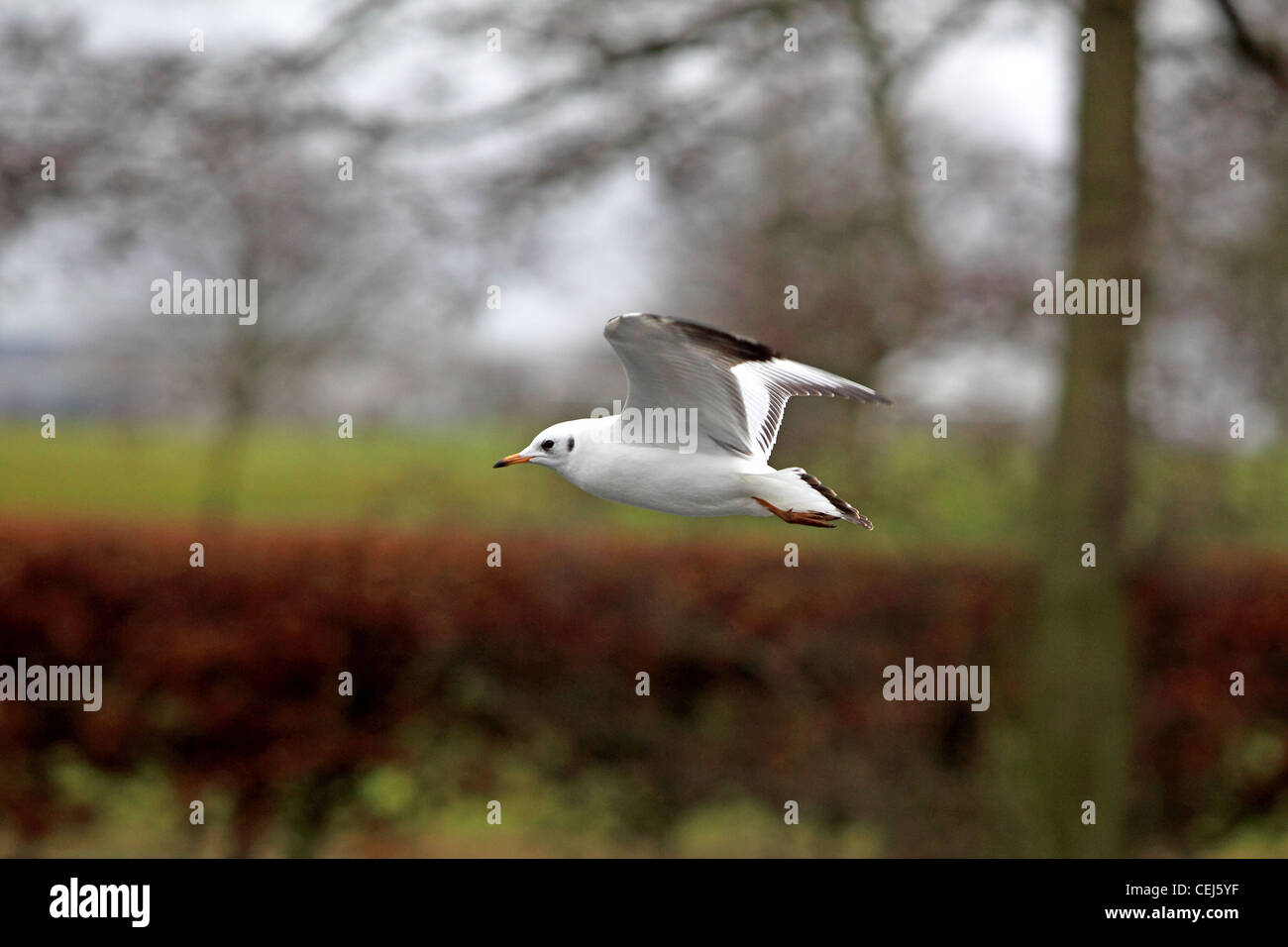 Aqua birds hi-res stock photography and images - Alamy
