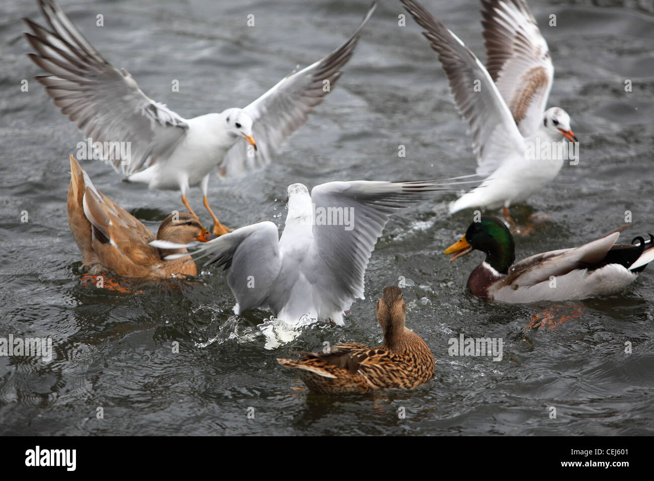 Aqua Birds High Resolution Stock Photography and Images - Alamy