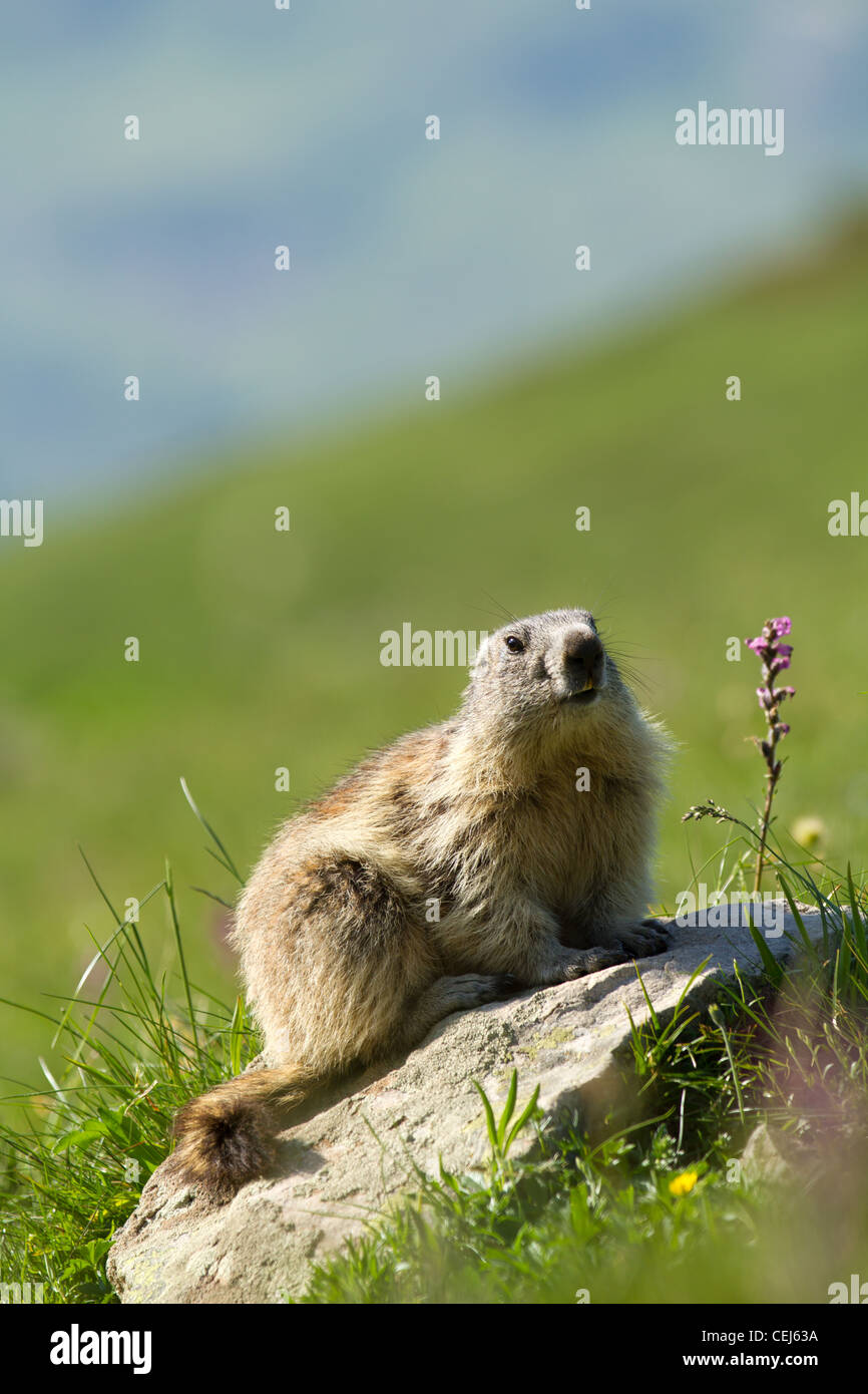 A cute marmot in the alps Stock Photo - Alamy