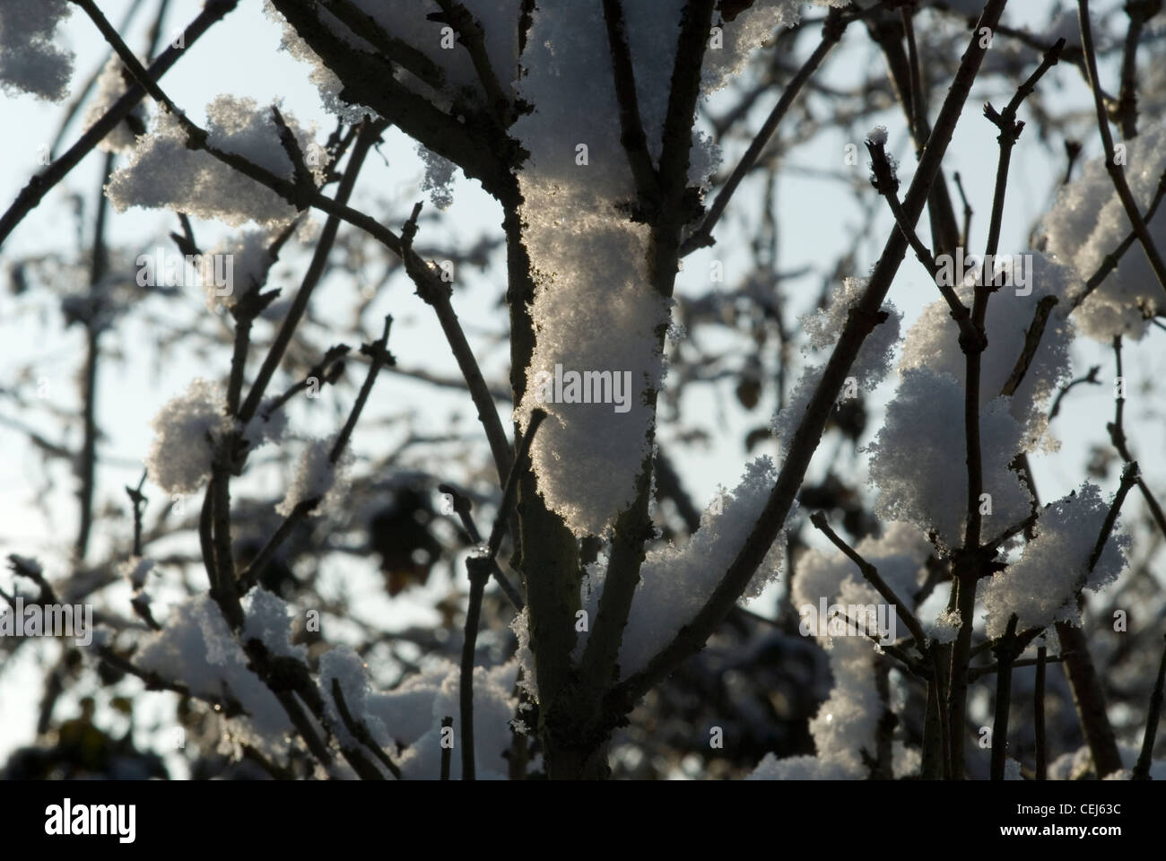 Snow covered trees in south London UK Stock Photo - Alamy