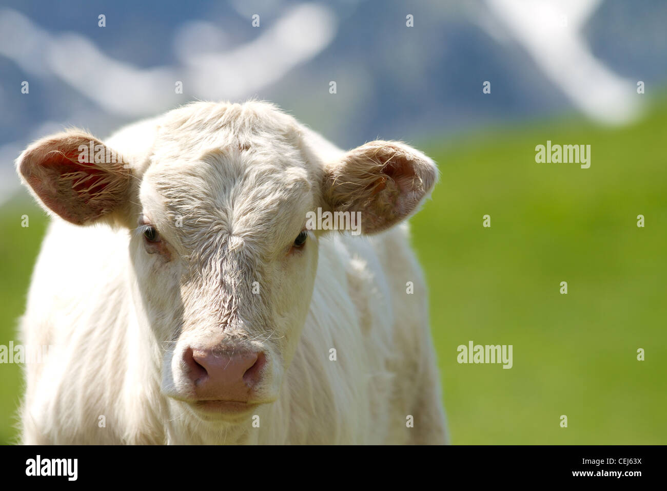 white calf in a prairie Stock Photo - Alamy