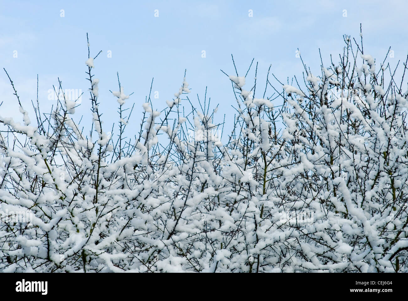 Snow covered trees in south London UK Stock Photo - Alamy
