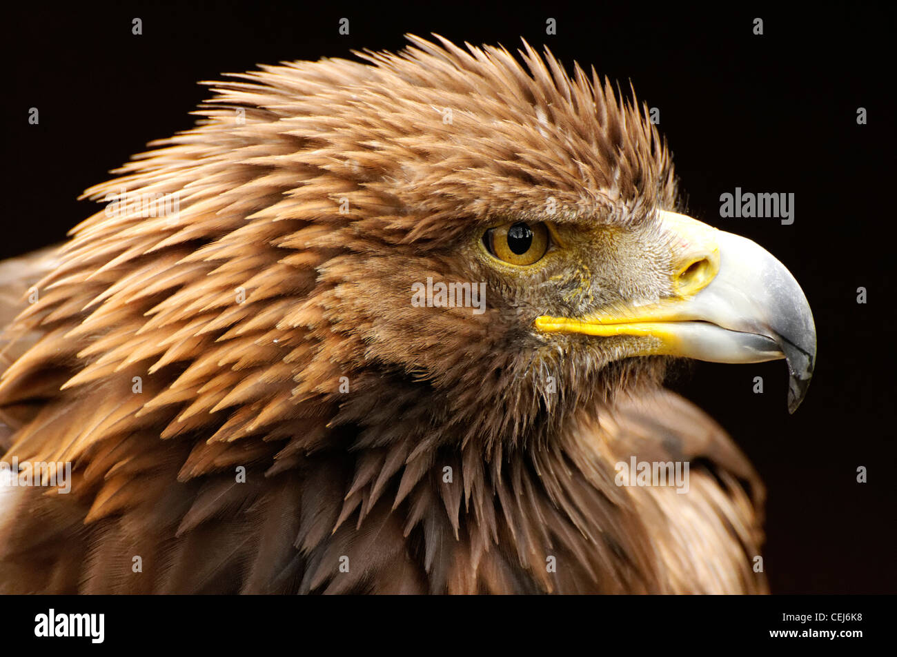 A Golden Eagle portrait Stock Photo - Alamy