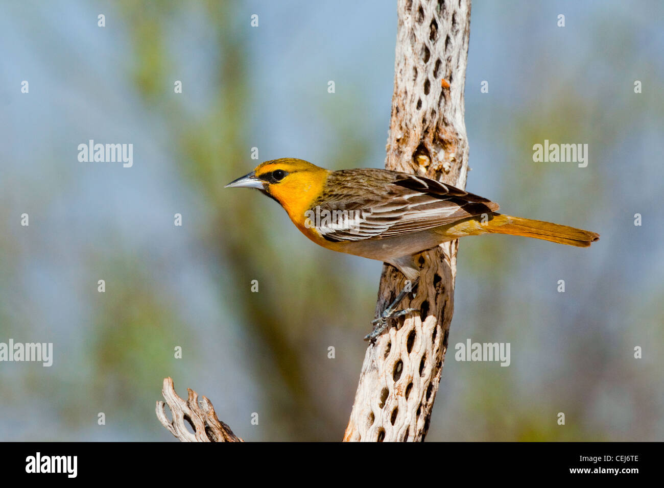 Bullock's Oriole Icterus bullockii Amado, Santa Cruz County, Arizona ...
