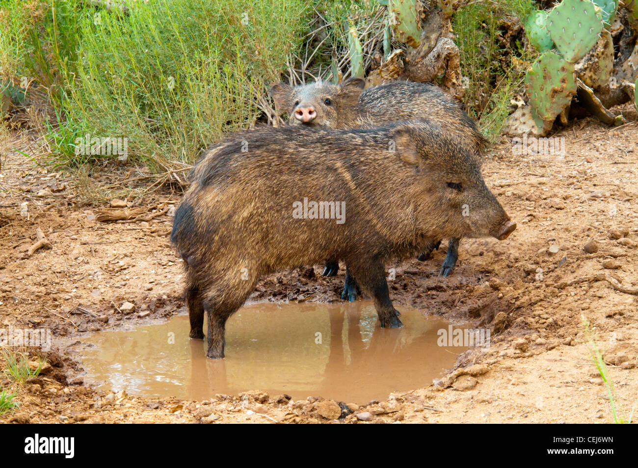 Javelina arizona hi-res stock photography and images - Alamy