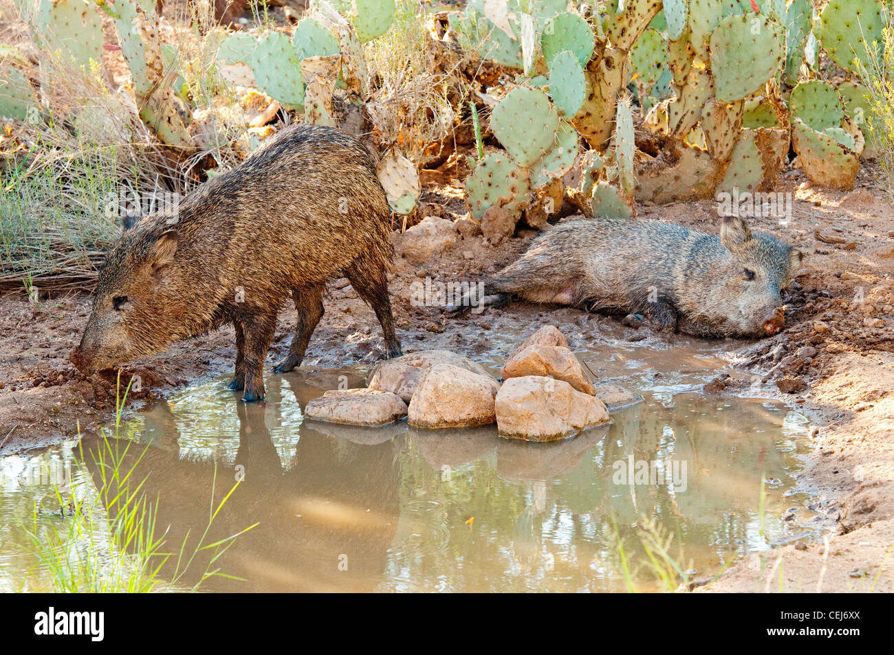 Tayassuidae High Resolution Stock Photography and Images - Alamy