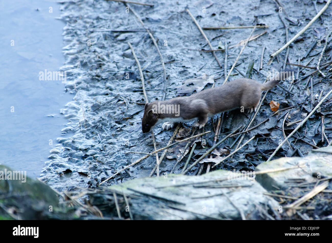 A Stoat approaching a small lake Stock Photo - Alamy