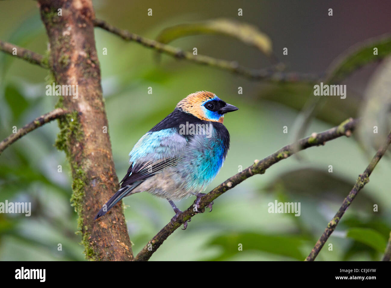Golden-hooded Tanager Tangara larvata near San Jose, Costa Rica 7 ...