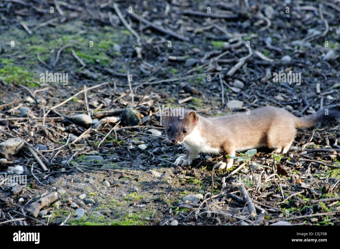 Stoat with food hi-res stock photography and images - Alamy