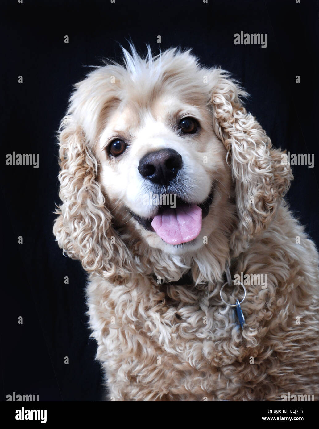 American Cocker Spaniel, light tan color. Black background Stock Photo ...
