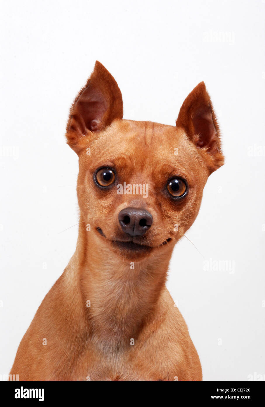 Miniature Pinscher, MinPin, portrait on white background Stock Photo ...