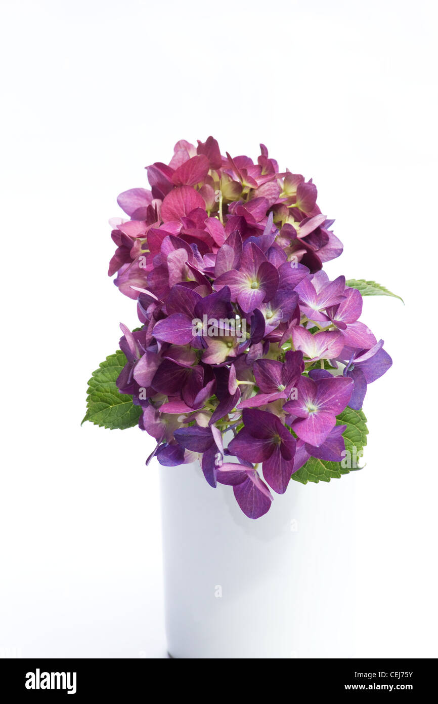 Hydrangea hydrangeas pink vase hi-res stock photography and images - Alamy
