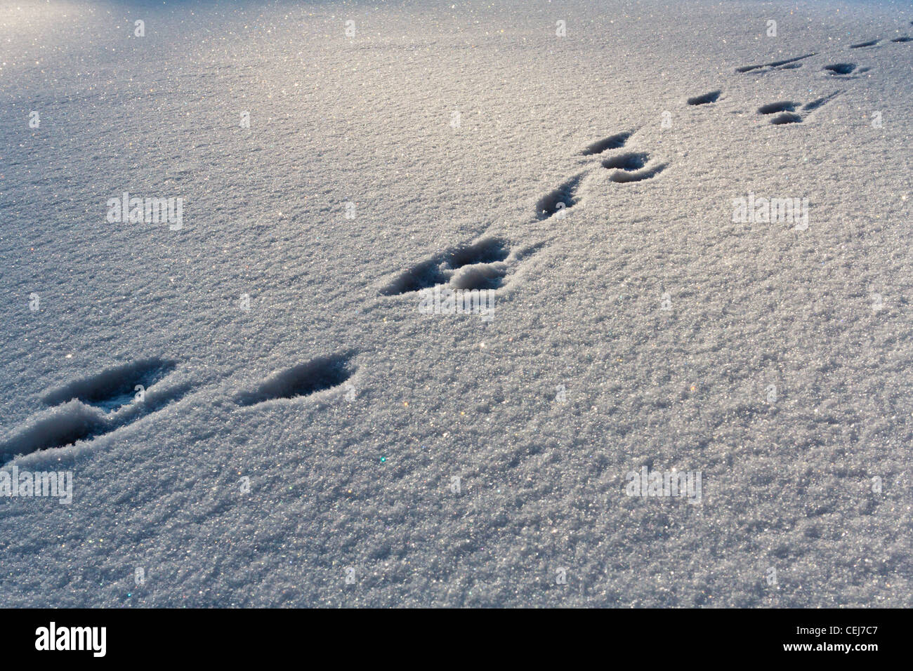 Footsteps snow hi-res stock photography and images - Alamy