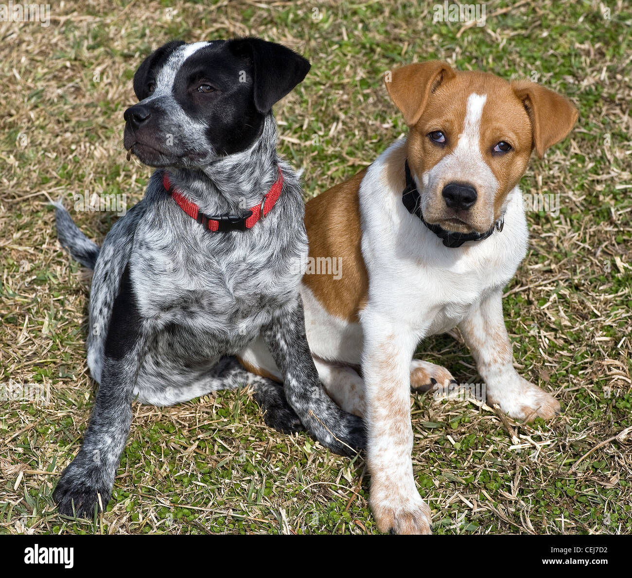 Red Heeler Boxer Mix