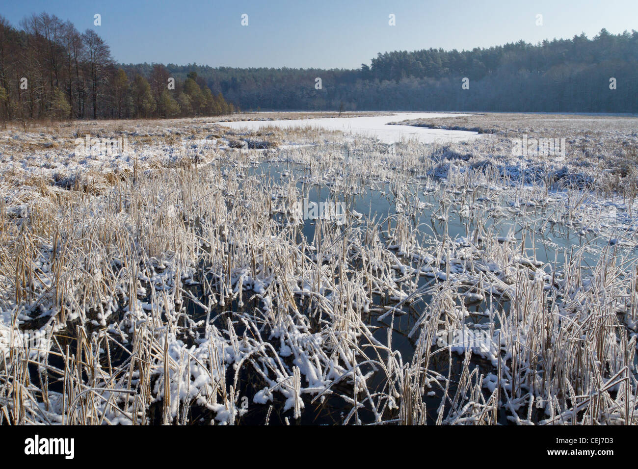 Reed trunk hi-res stock photography and images - Alamy