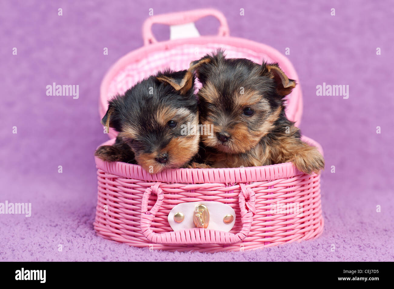 Two cute yorkshire terrier puppies in a pink basket, on purple ...
