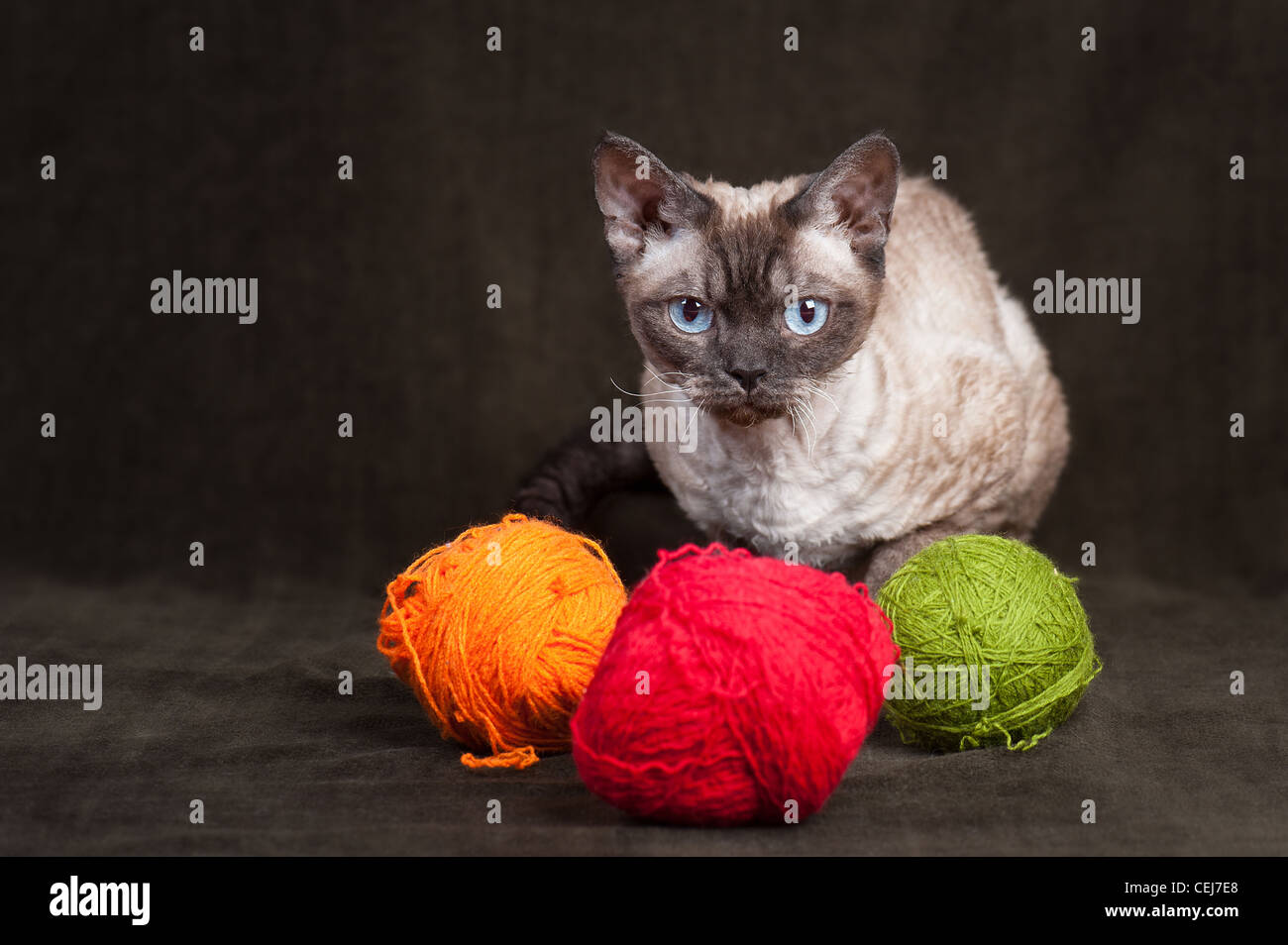Devon rex cat breed hi-res stock photography and images - Alamy