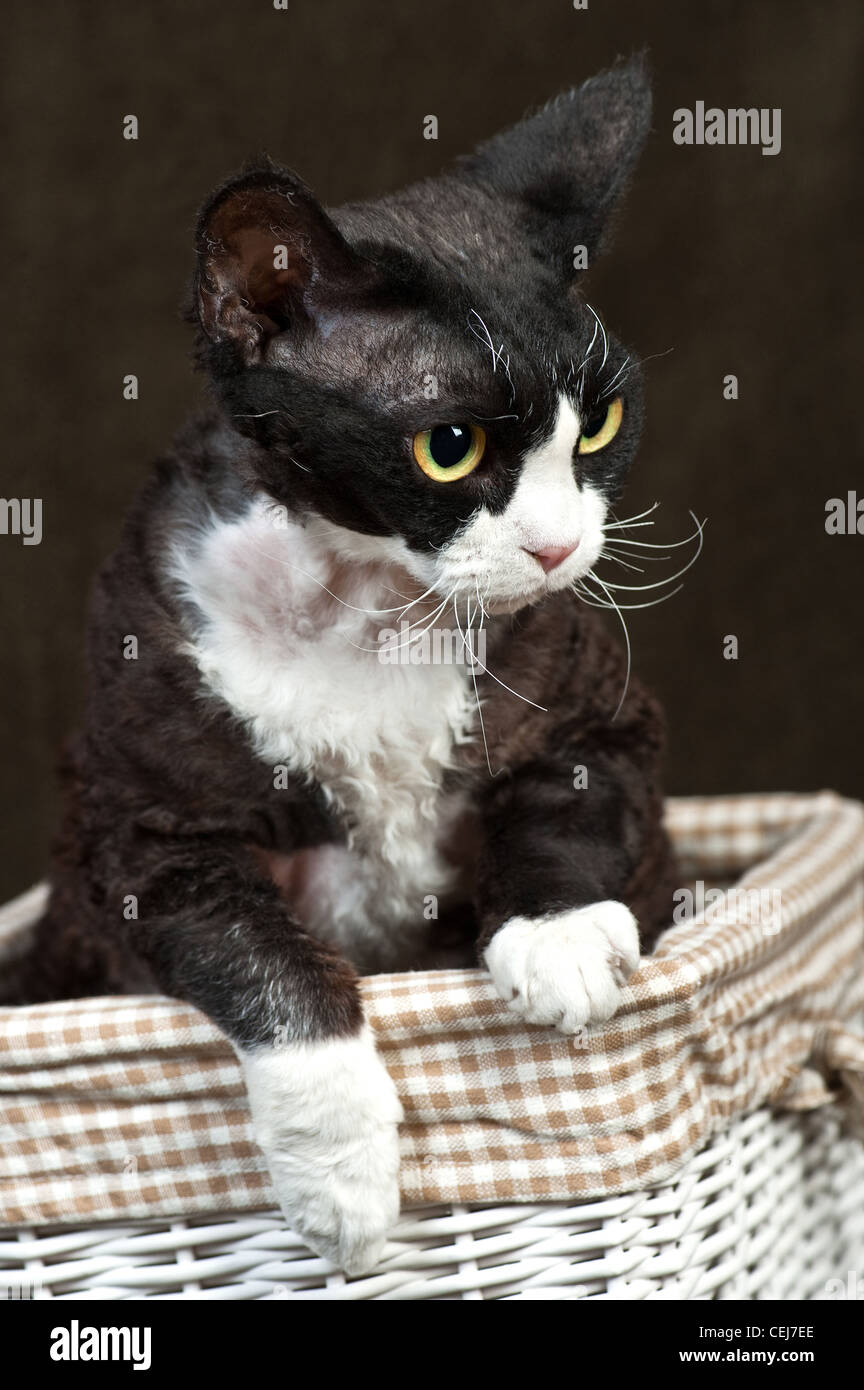 Devon rex hi-res stock photography and images - Alamy