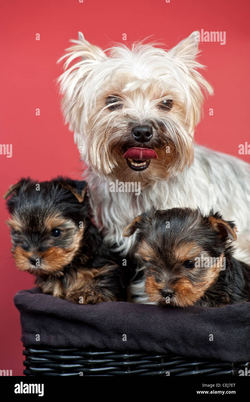 Yorkshire terrier puppies with their mom, in a brown basket, on red ...
