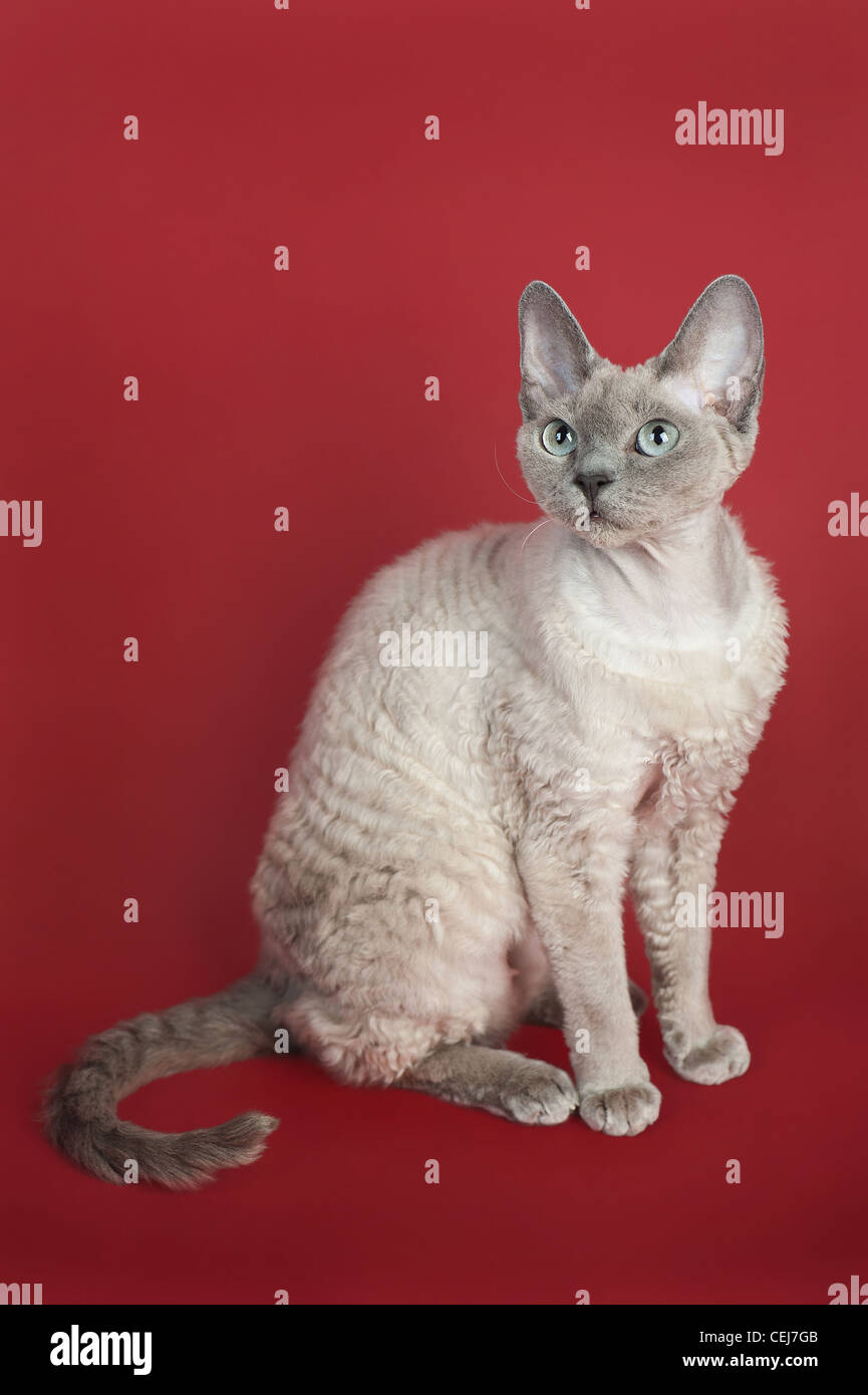 Devon rex cat breed hi-res stock photography and images - Alamy