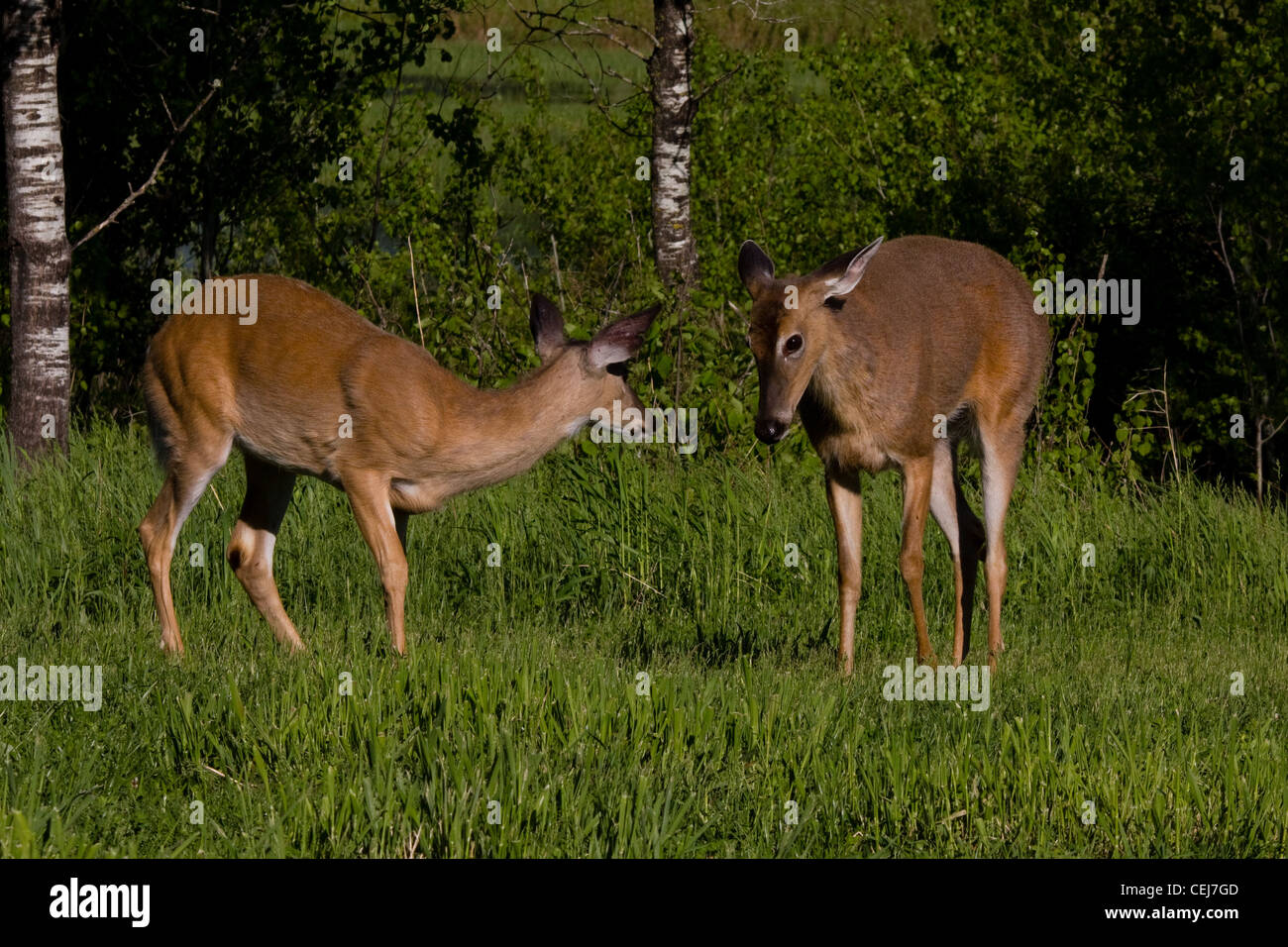 Deer scare hi-res stock photography and images - Alamy