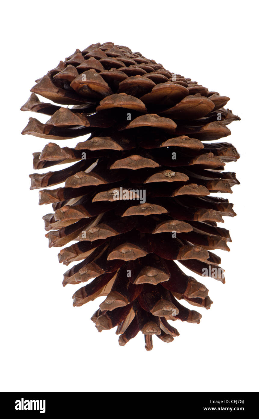 Natural pine cone isolated on white background Stock Photo - Alamy