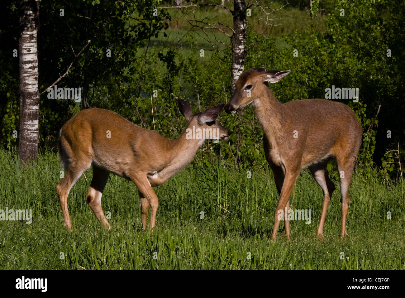 Deer scare hi-res stock photography and images - Alamy