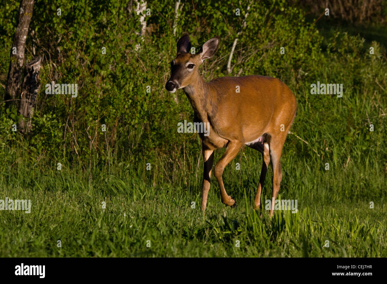 White-tailed doe running Stock Photo - Alamy