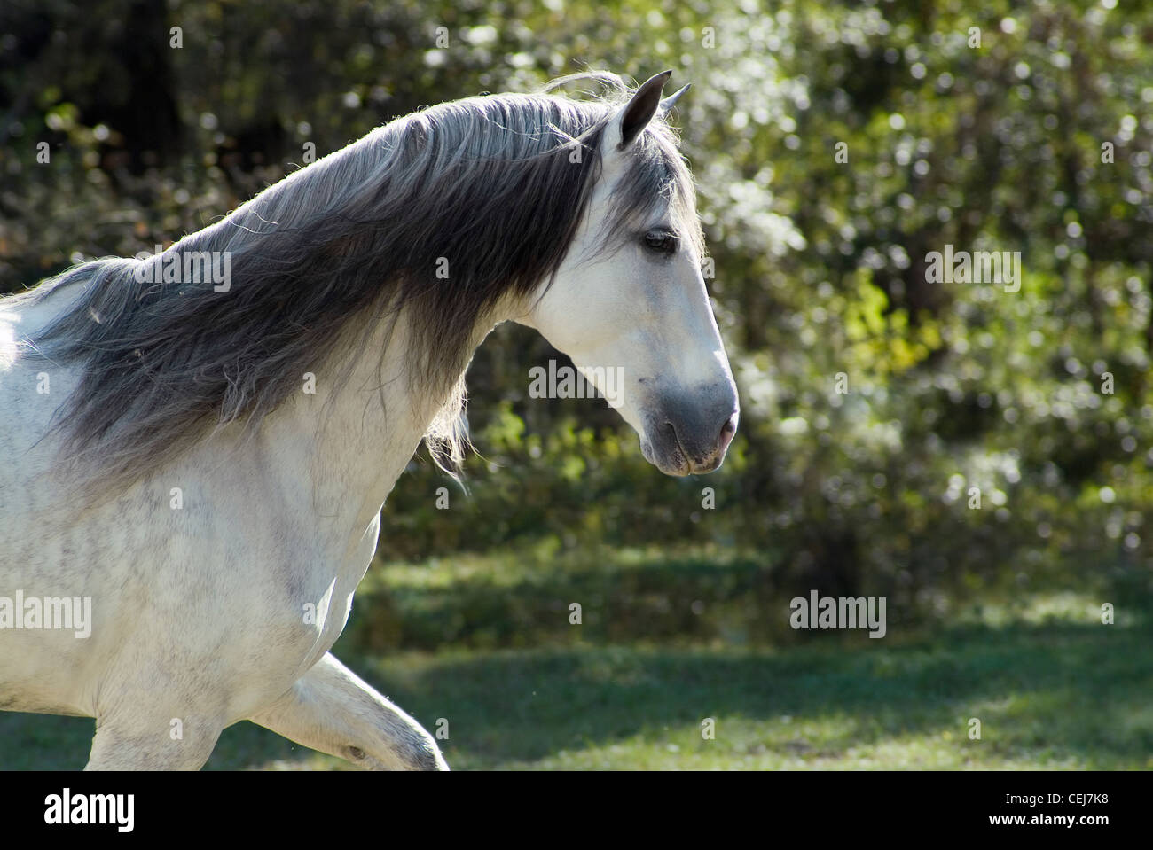 Gray Andalusian Horses