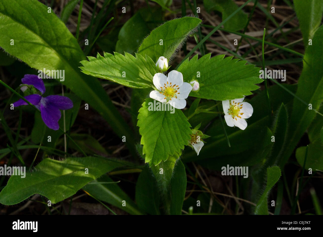 Bunchberries hi-res stock photography and images - Alamy