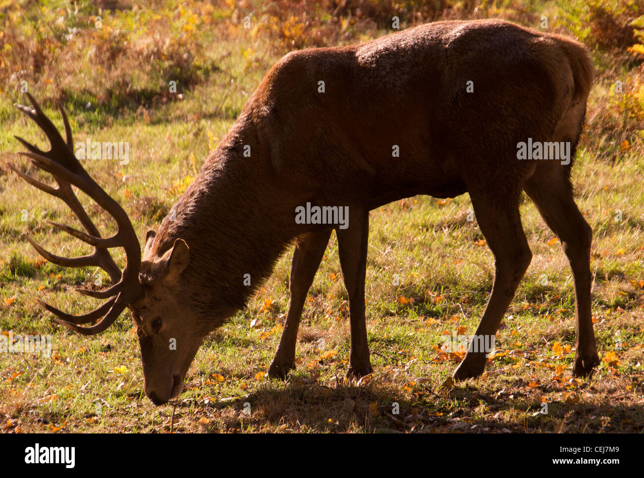 Abbey of deer hi-res stock photography and images - Alamy