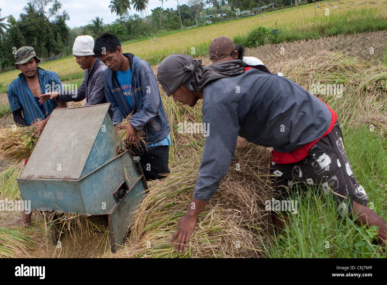 Traditional harvesting and threshing of rice,Bohol,Island,Philippines ...