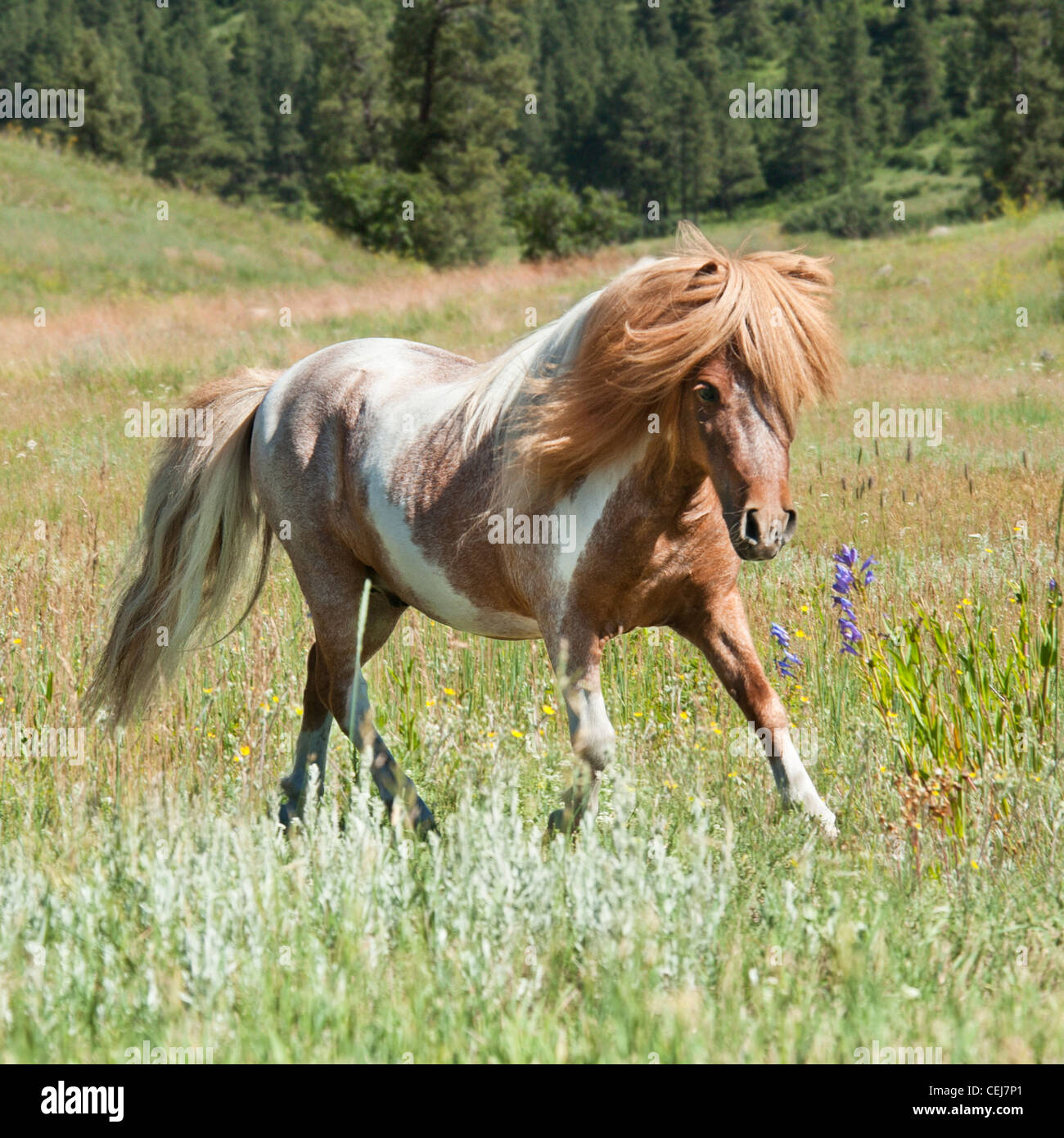 Miniature Horse stallion Stock Photo - Alamy