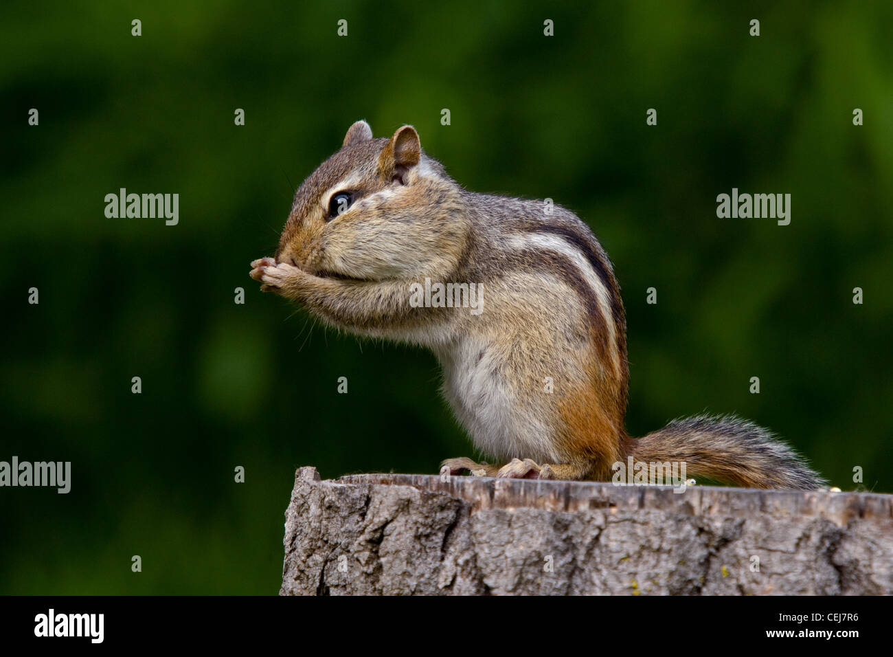 Adorable insects hi-res stock photography and images - Alamy