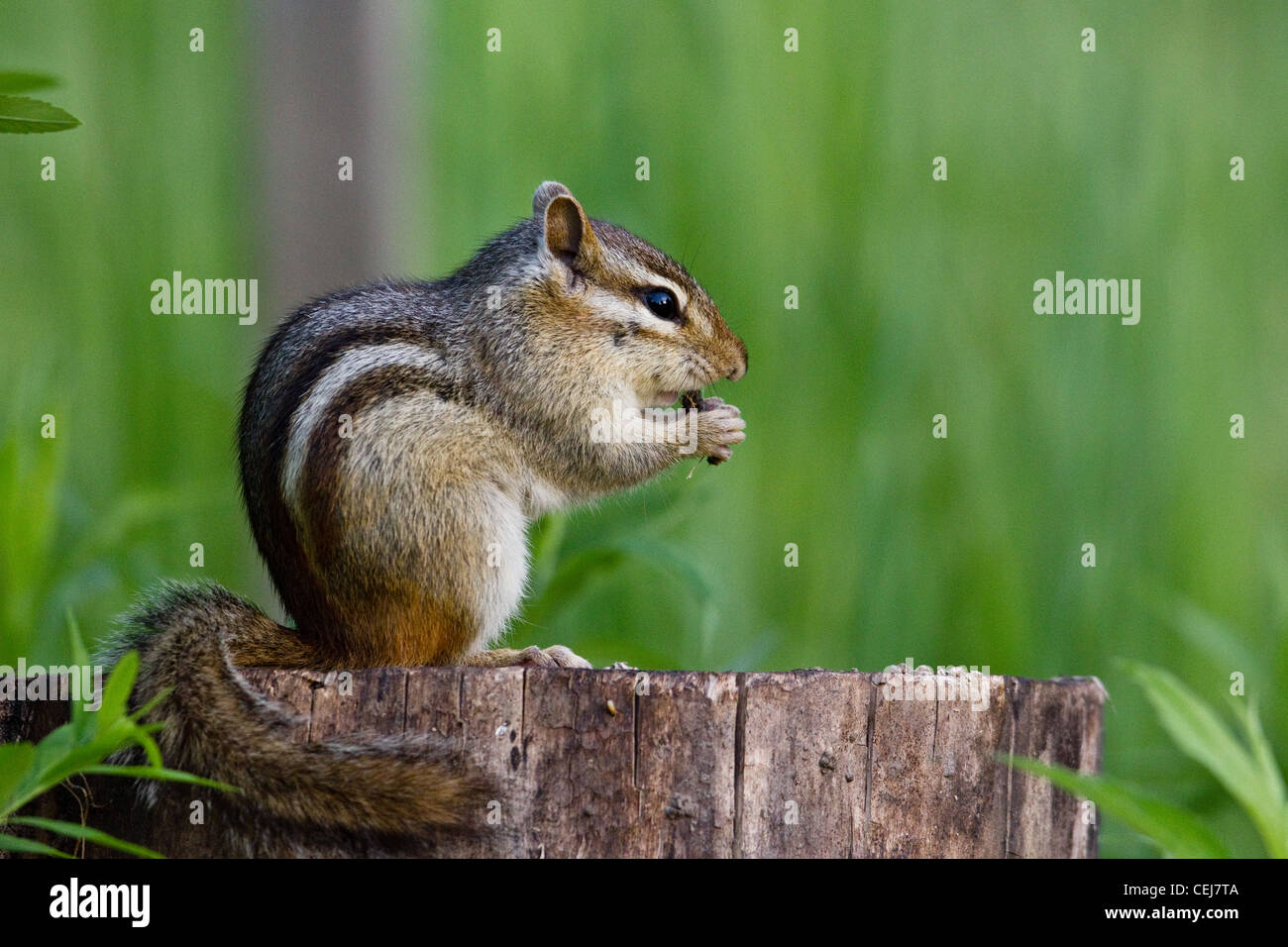 Chipmunk eating bird hi-res stock photography and images - Alamy