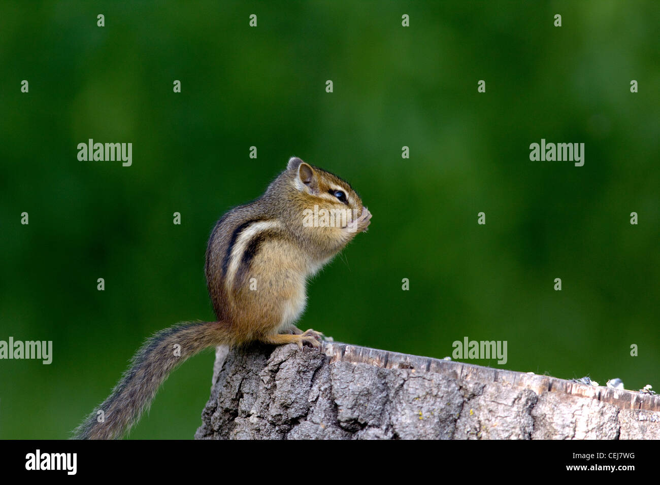 Chipmunk grooming hi-res stock photography and images - Alamy