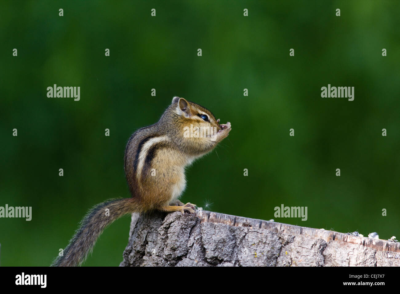 Chipmunk grooming hi-res stock photography and images - Alamy