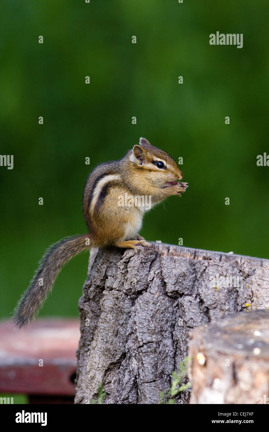 Chipmunk eating bird hi-res stock photography and images - Alamy
