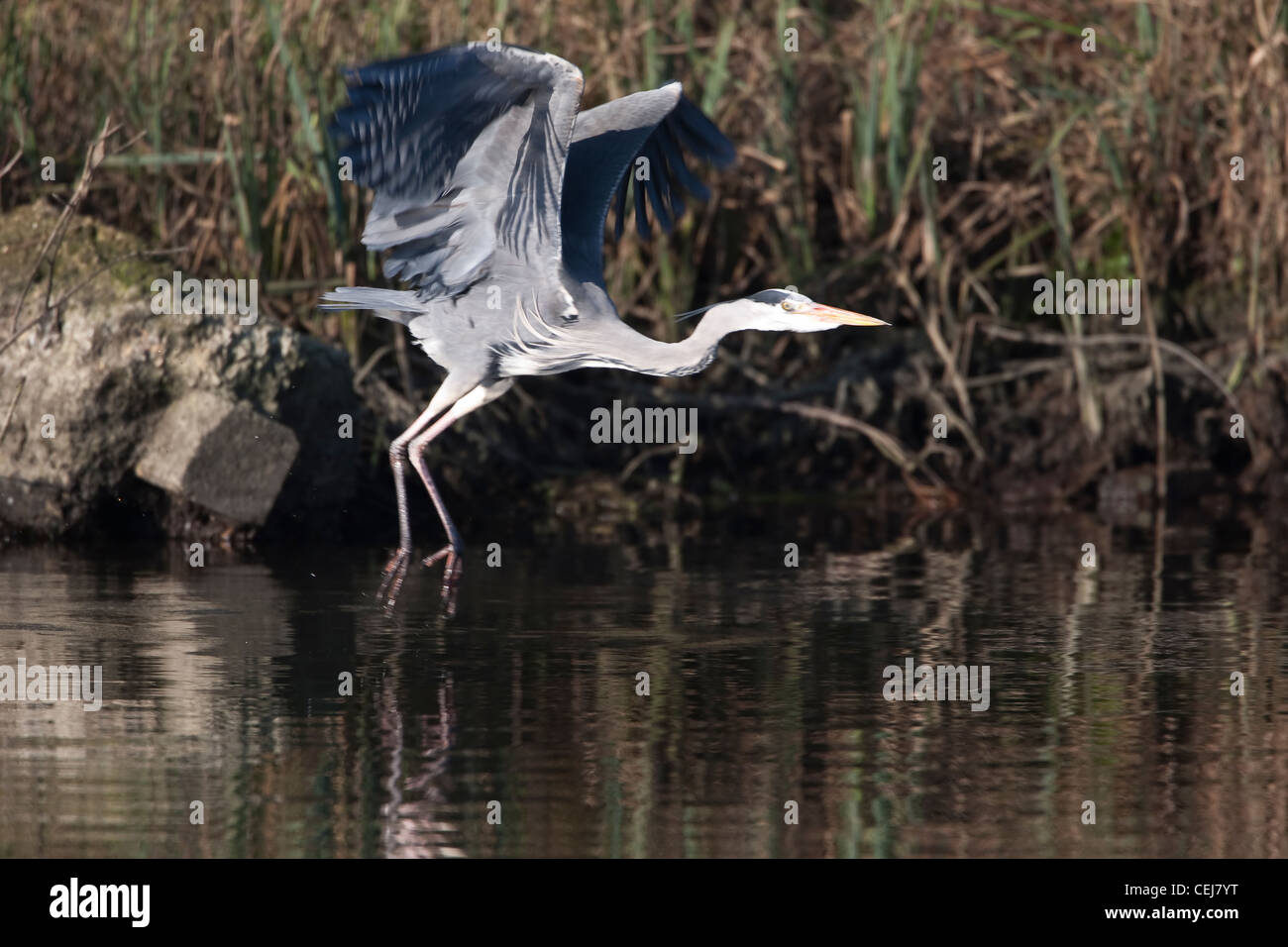 Grey Heron taking off from the riverbank Stock Photo - Alamy